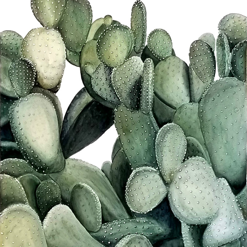 Original Botanical Watercolors by Artist Esther BeLer Wodrich - Esther ...